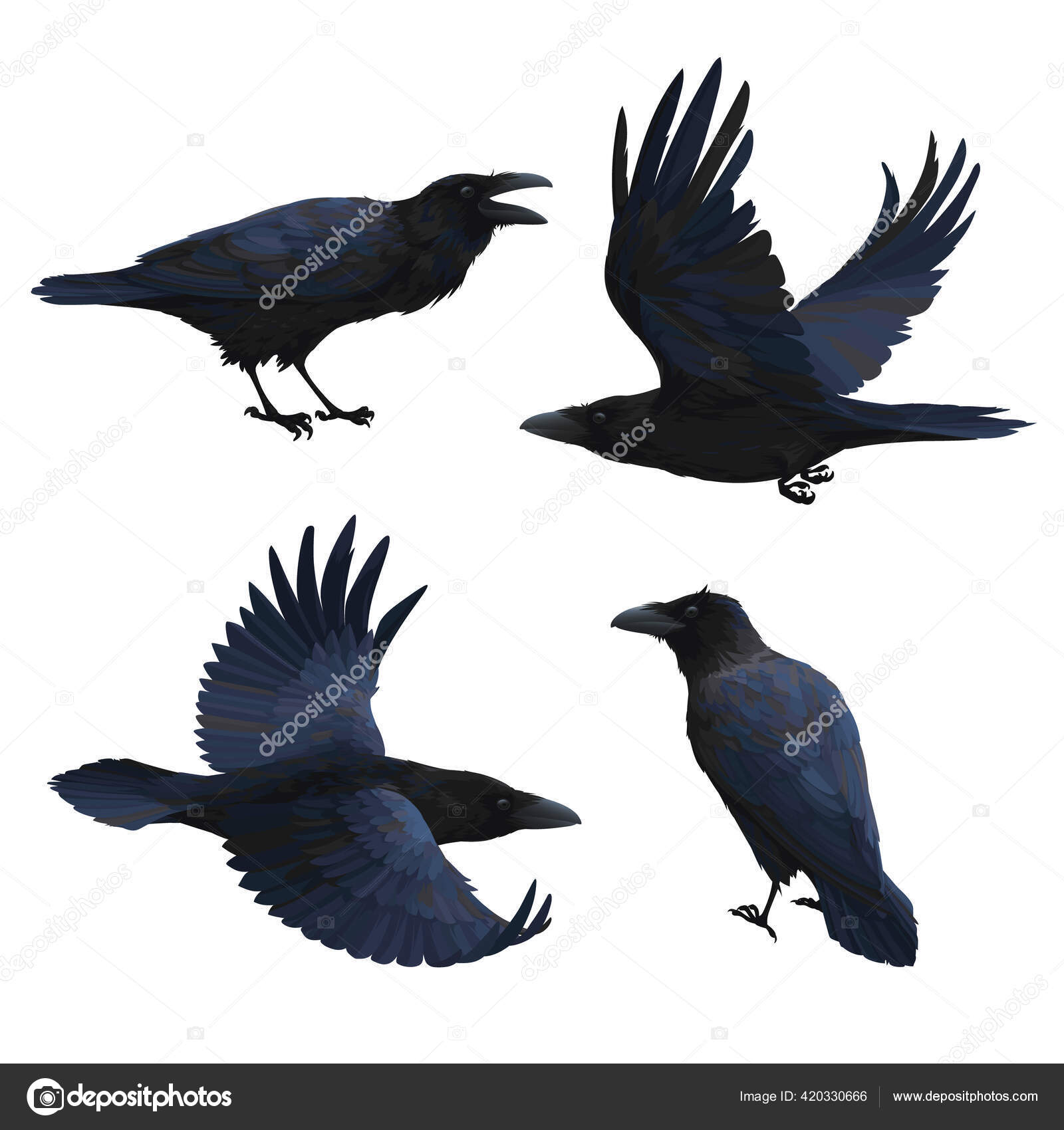 Set of realistic ravens flying and sitting. Vector illustration of ...