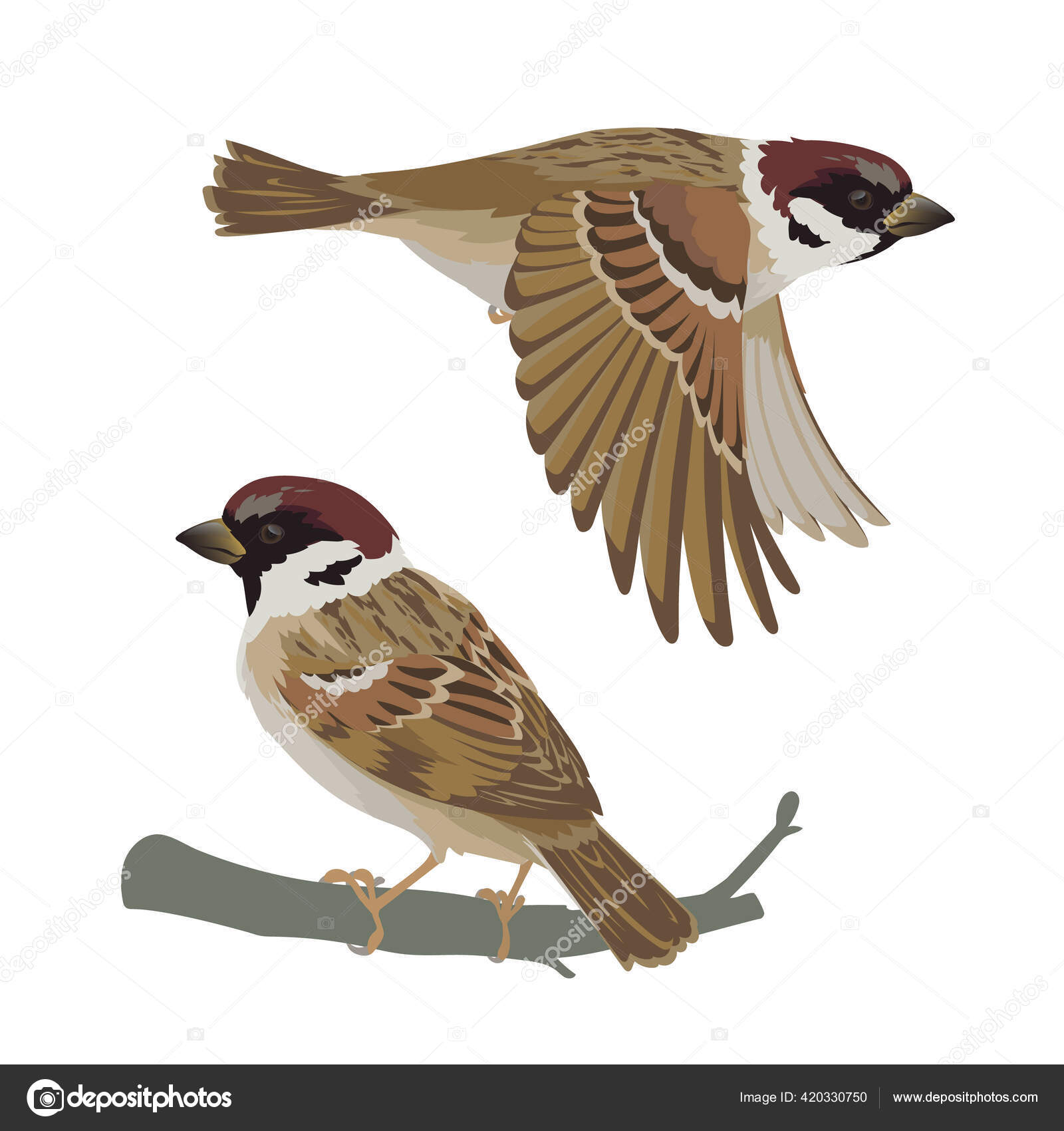 Fliegende Spatzenzeichnungen