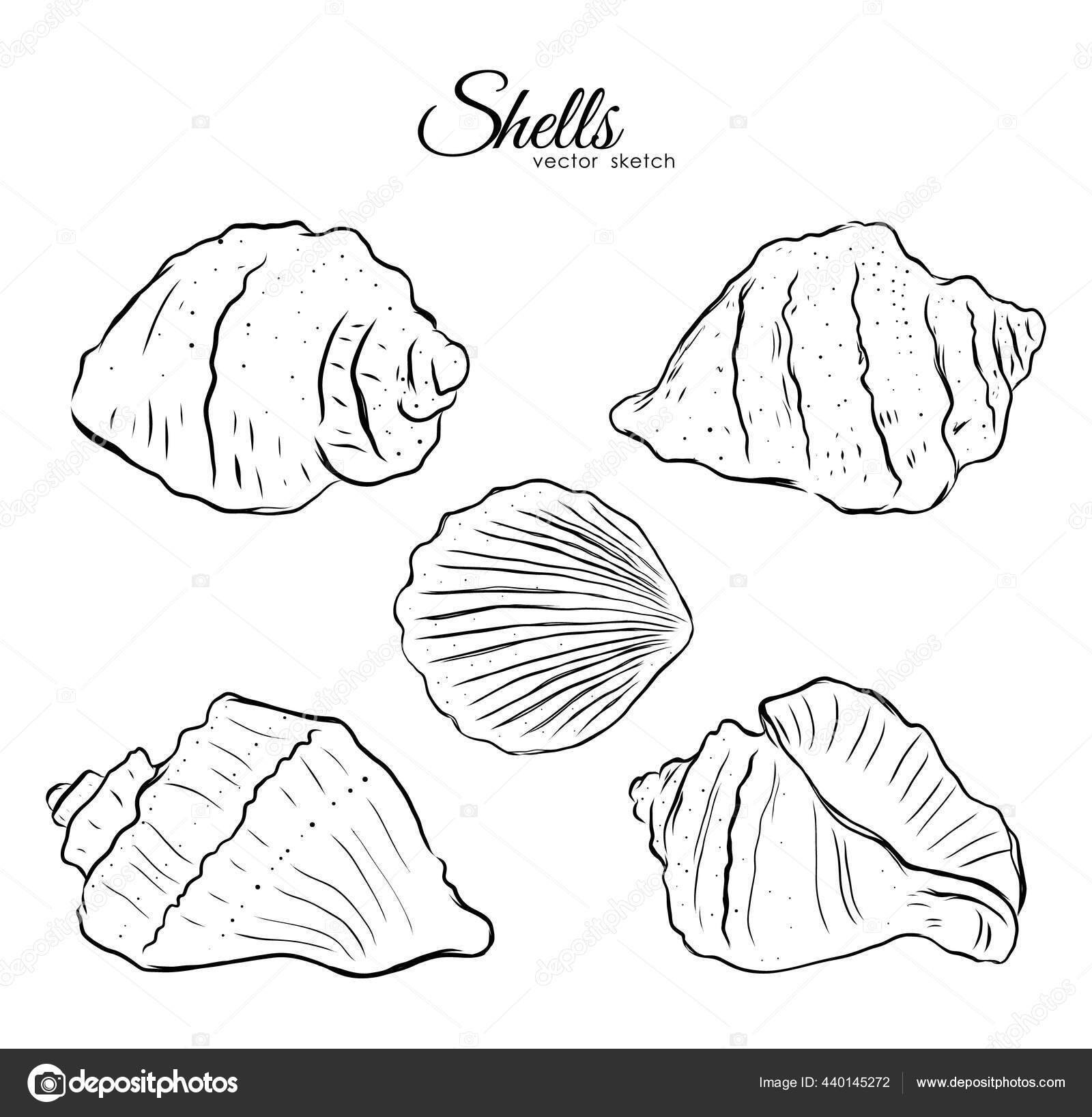 Vector Illustration Set Five Hand Drawn Shells White Background Sketch ...