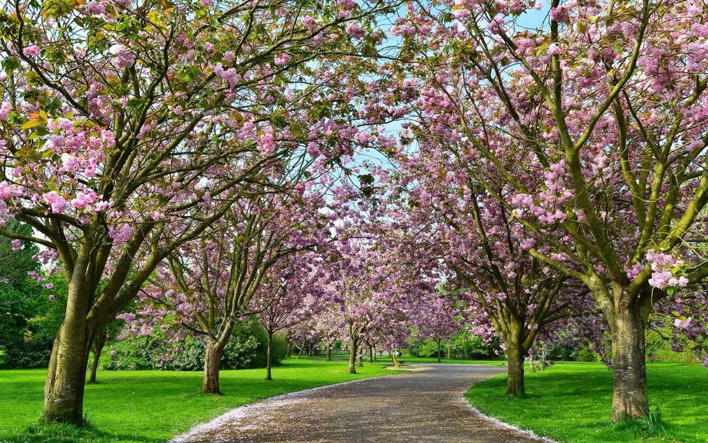 Beautiful Cherry Blossom Trees — Stock Photo © 1000Words #107944220