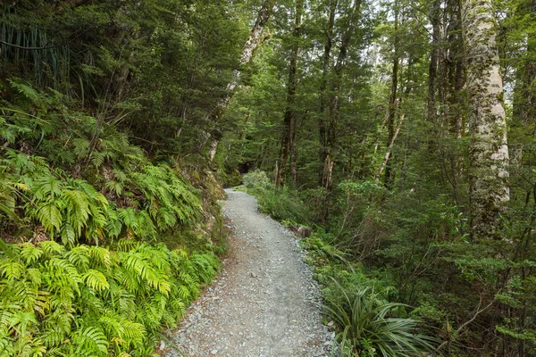 Rainforest landscape — Stock Photo © cmeder #3365829