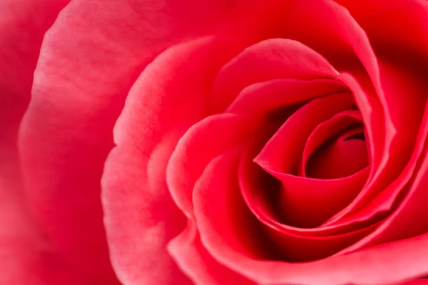 Beautiful rose macro — Stock Photo © lostation #108498362