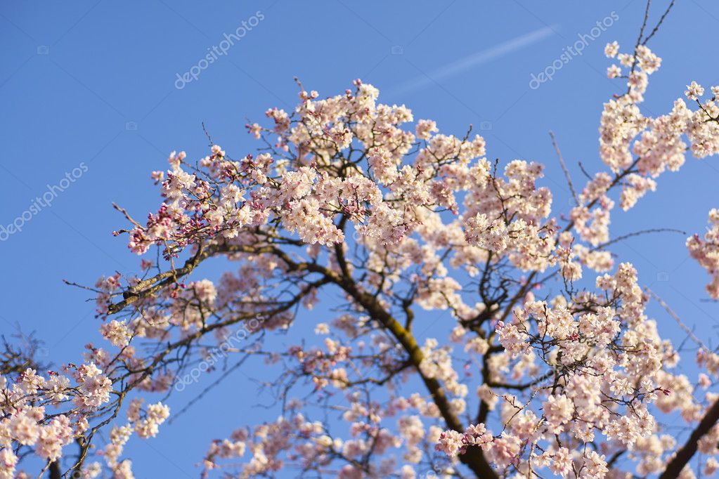 Pink Sakura tree blooming — Stock Photo © jamesteohart #125225484