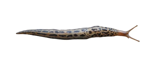 A meztelen csiga Stock Photos, Royalty Free A meztelen csiga Images ...