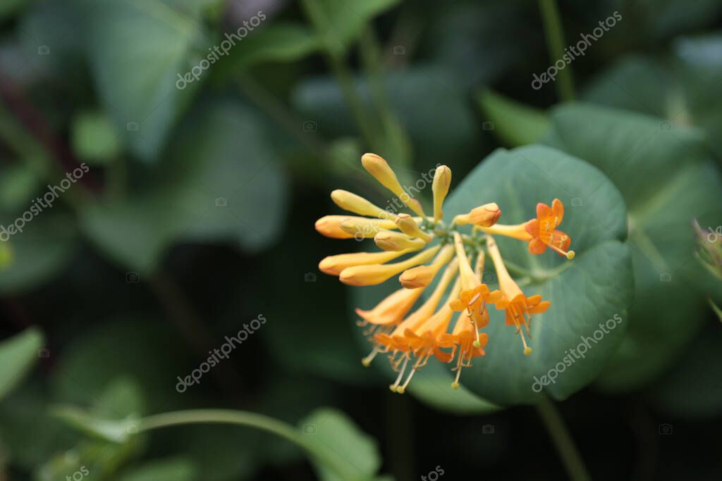 Arbusto madreselva amarillo floreciente. Lonicera japonica, conocida como madreselva japonesa y ...