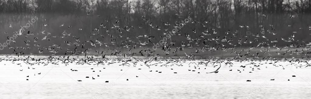 The Flock Large flock of birds, sea gulls, above a lake in the early ...