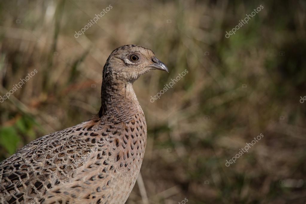 Wild game bird, female pheasant (phasianus colchicus) 1 Stock Photo by ...