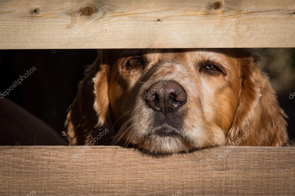 Cocker spaniel mira a través del poste de la cerca con la nariz mojada 2024