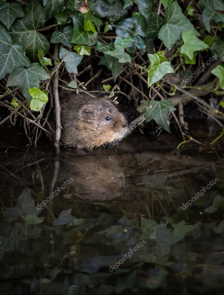 Wild Water vole emerging from burrow in ivy — Stock Photo © fungirlslim ...