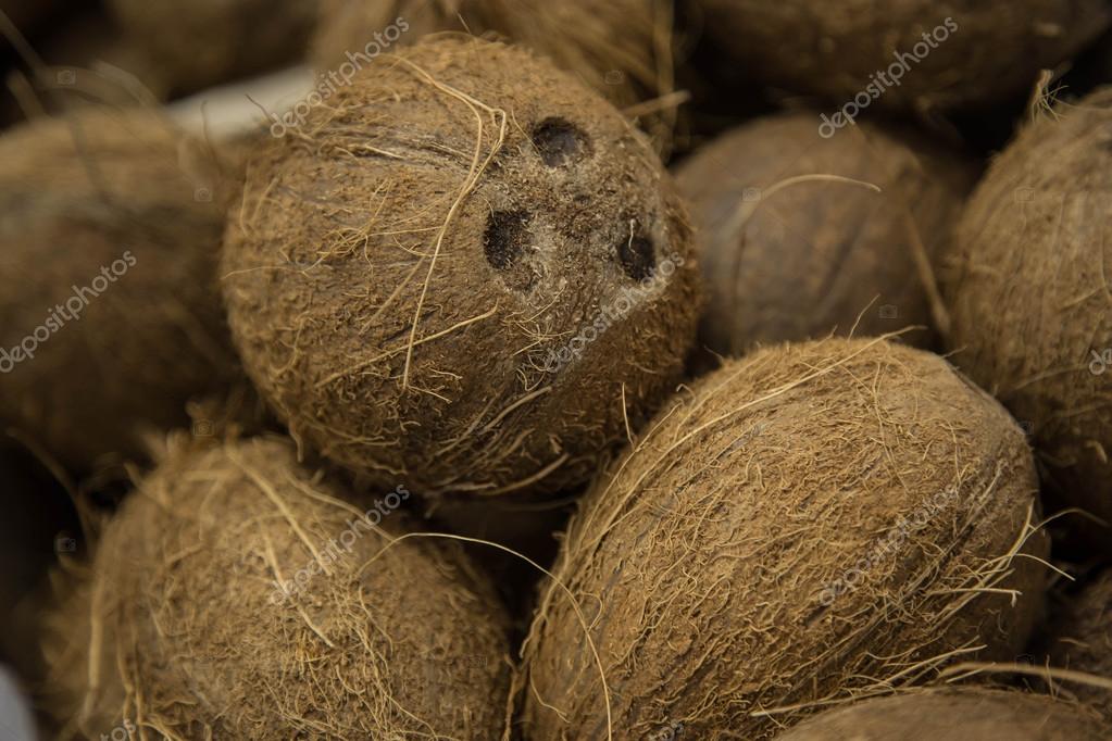 Hermosos cocos peludos 2022