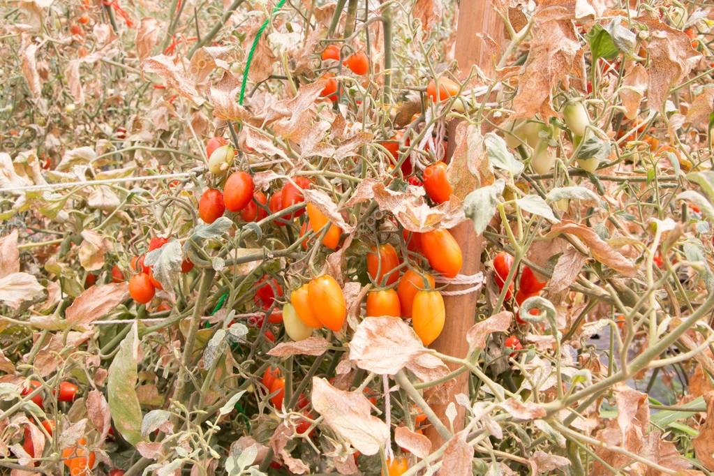 tomates y hojas fueron dañados por el calor y la sequía 2025
