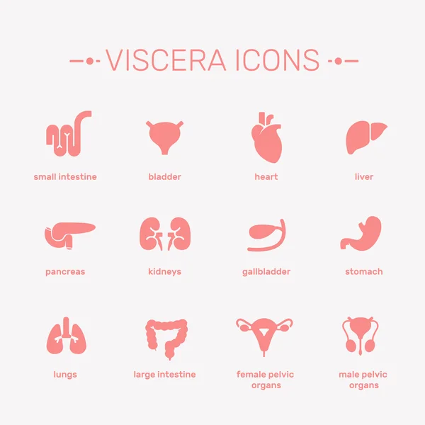 24 Pelvic organs female Vector Images, Pelvic organs female ...