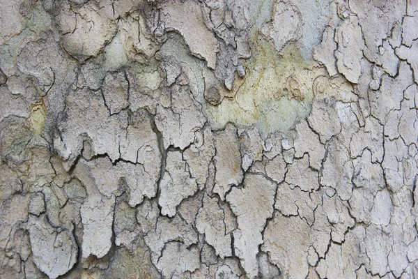 Tree subsidence Stock Photos, Royalty Free Tree subsidence Images ...