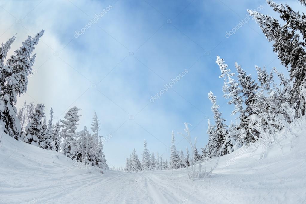 Road between beautiful snowy trees — Stock Photo © cppzone.mail.ru ...