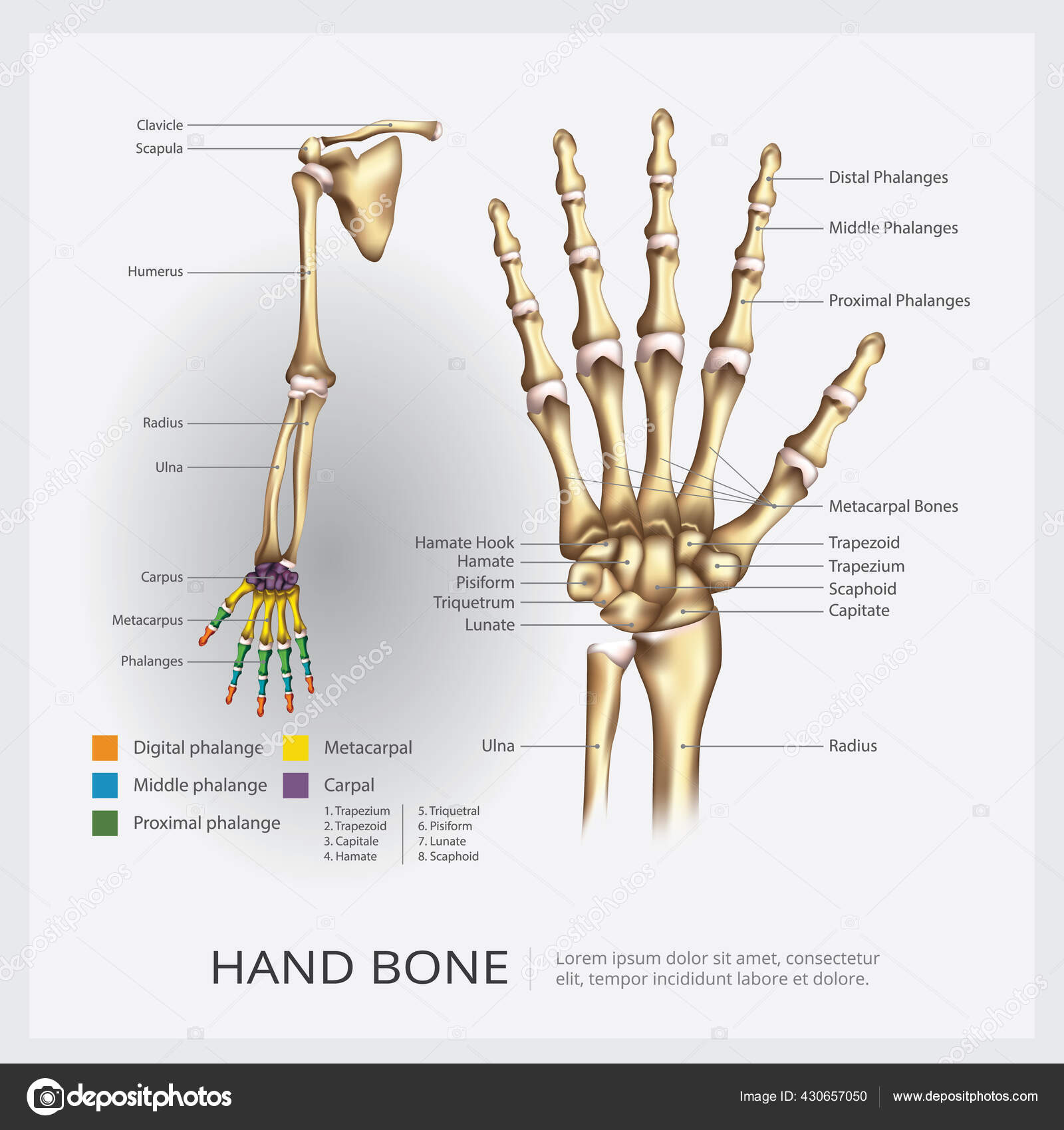 Human Arm Hand Bone Vector Illustration Stock Vector Image by ...
