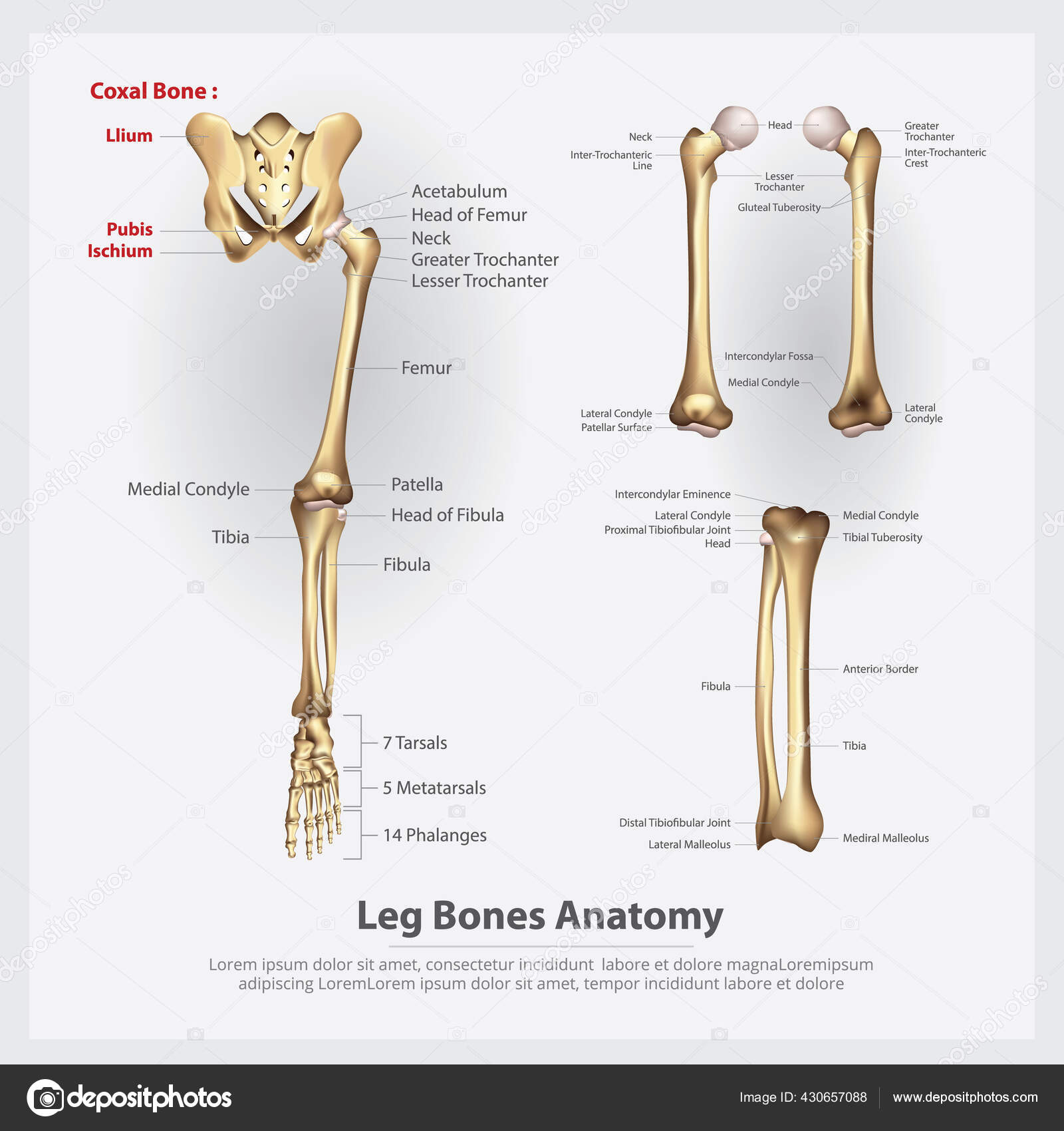 Diagrama De Anatomía De Los Huesos De La Pierna Sistema óseo