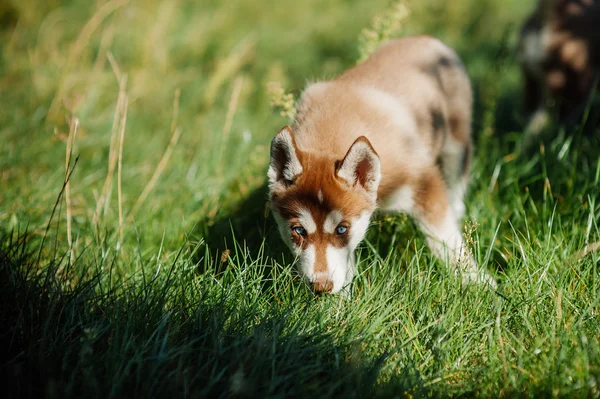 Red Husky dog - Stock Image - Everypixel