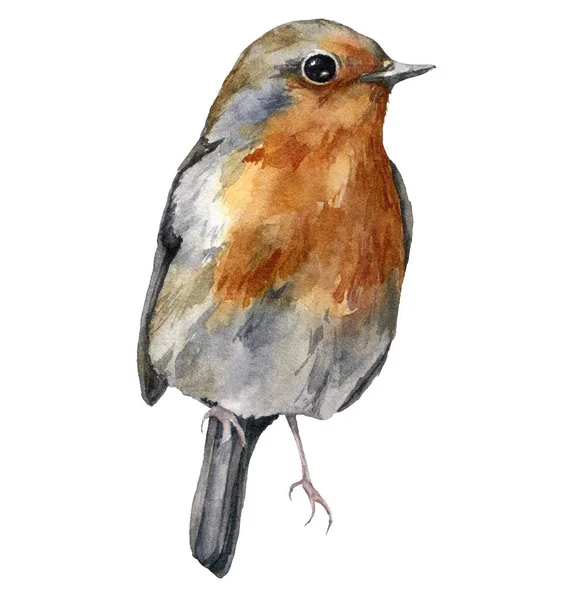 Robin Redbreast Sketch