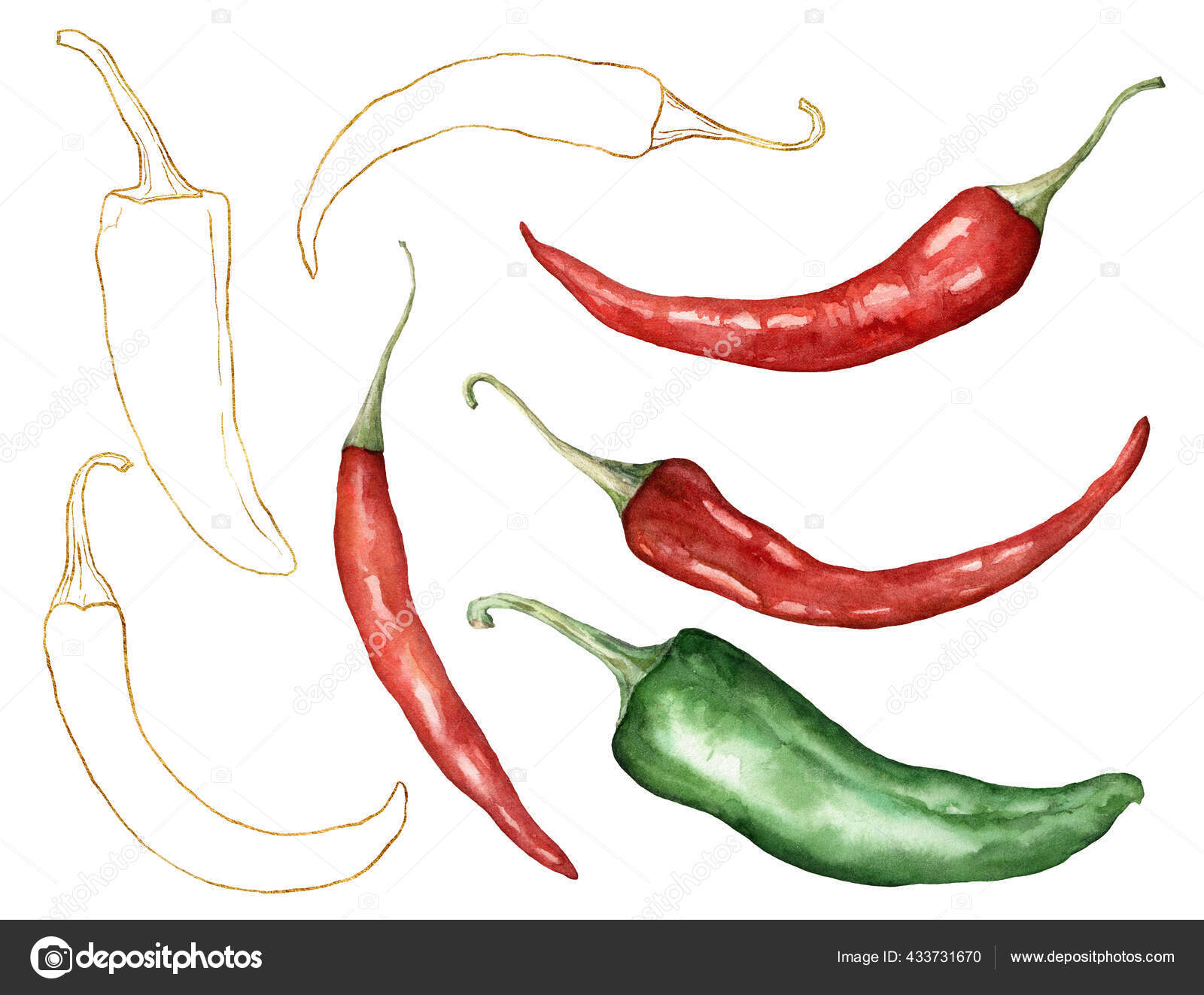 Watercolor chilli set. Hand painted gold linear peppers isolated on ...