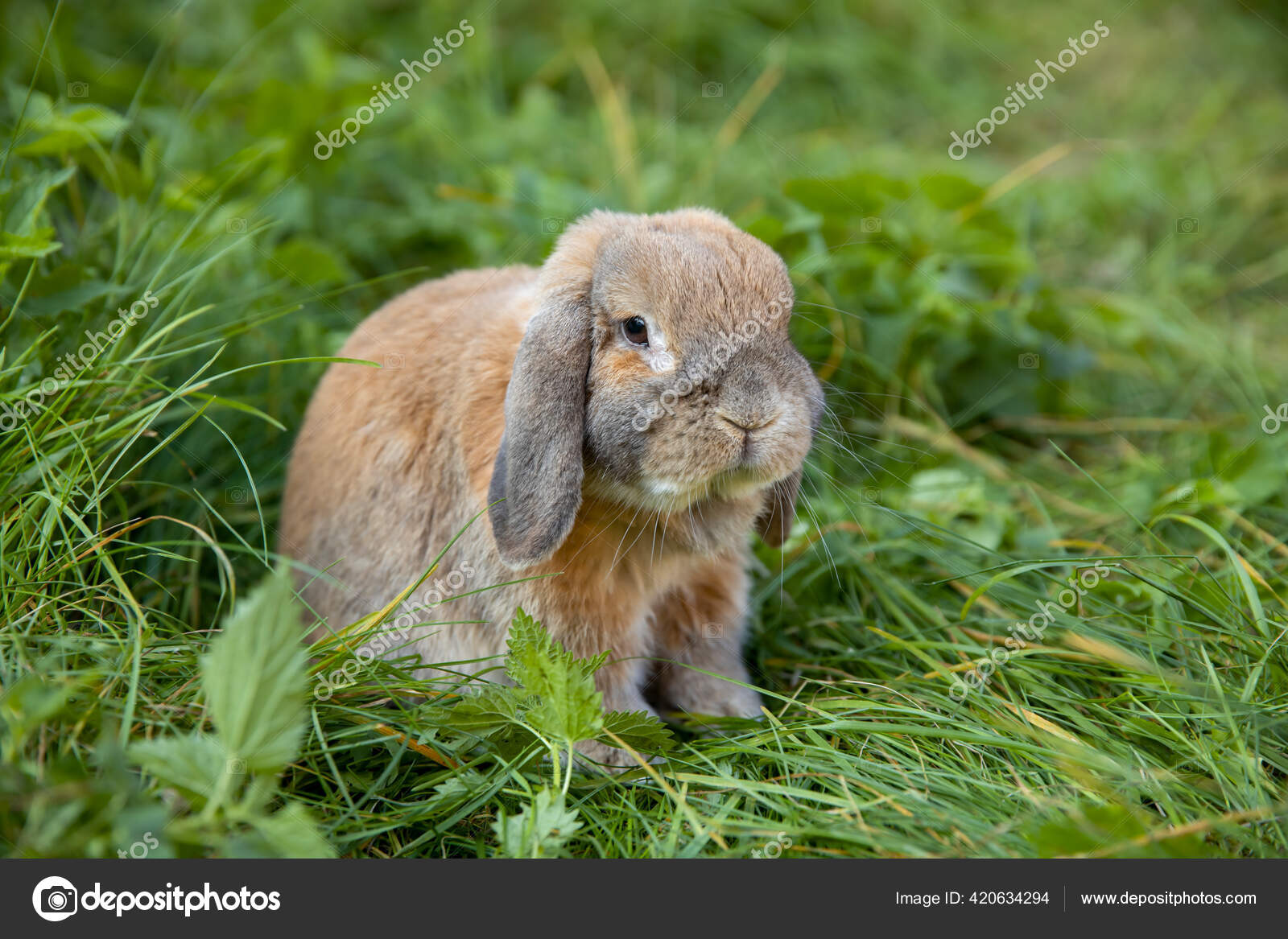 Rabbit Fold Eared Mini Lop Sits Lawn Little Rabbit Grass — Stock Photo ...