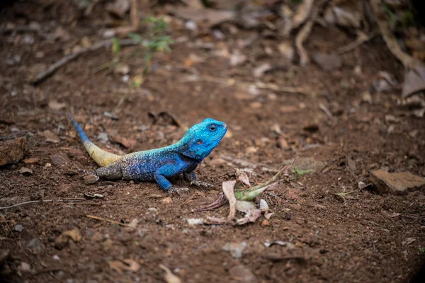 Blue lizards in southeast asia Stock Photos, Royalty Free Blue lizards ...