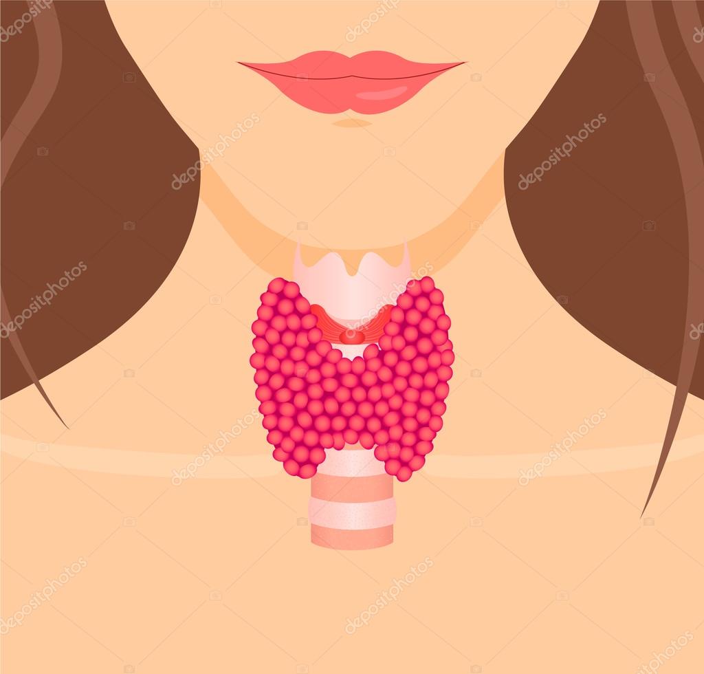 Schilddrüse an der Silhouette der Frau Stock-Vektorgrafik von ©Naumas ...