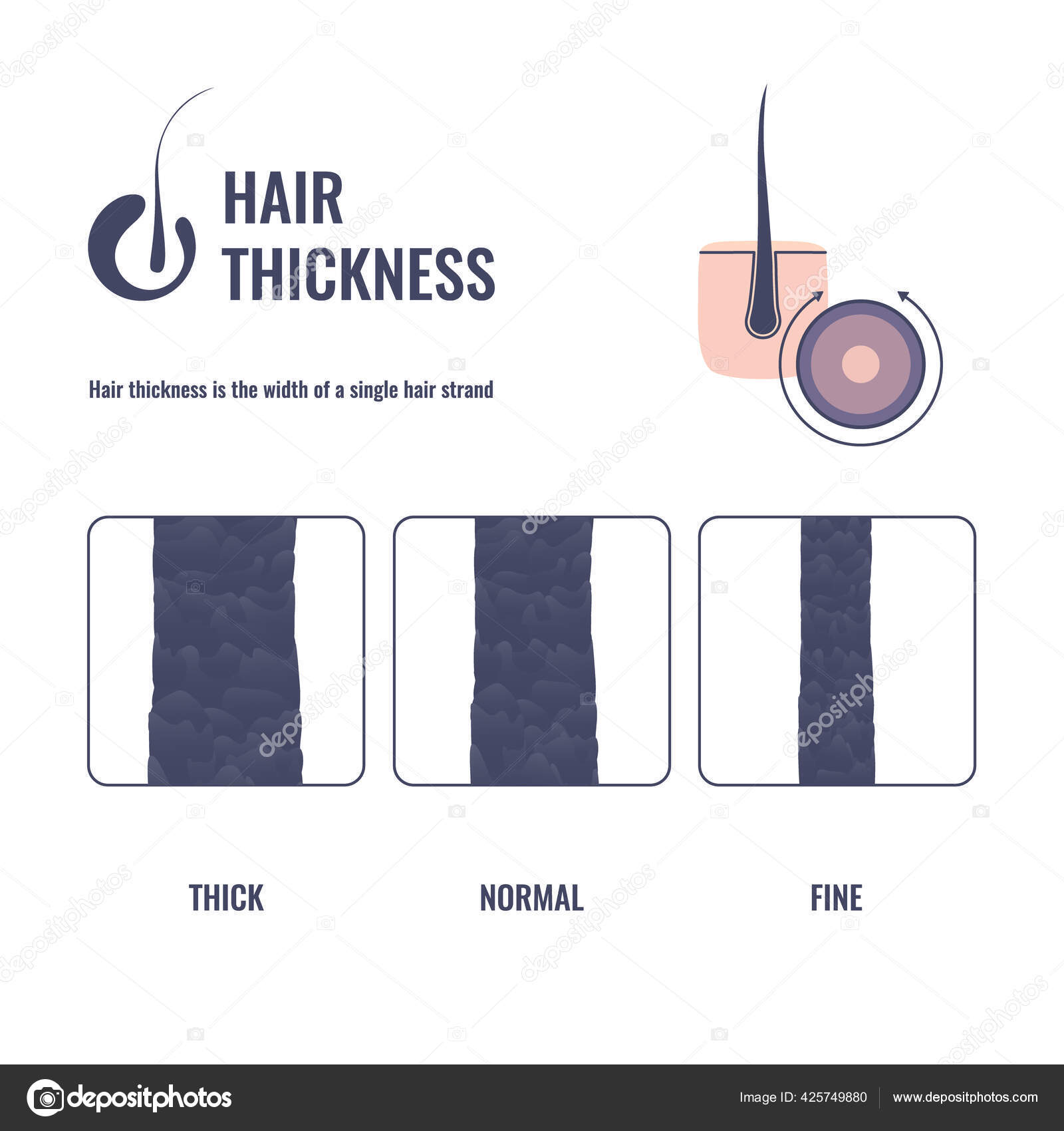 Gráfico de tipos de grosor del cabello de ancho delgado, medio y grueso ...