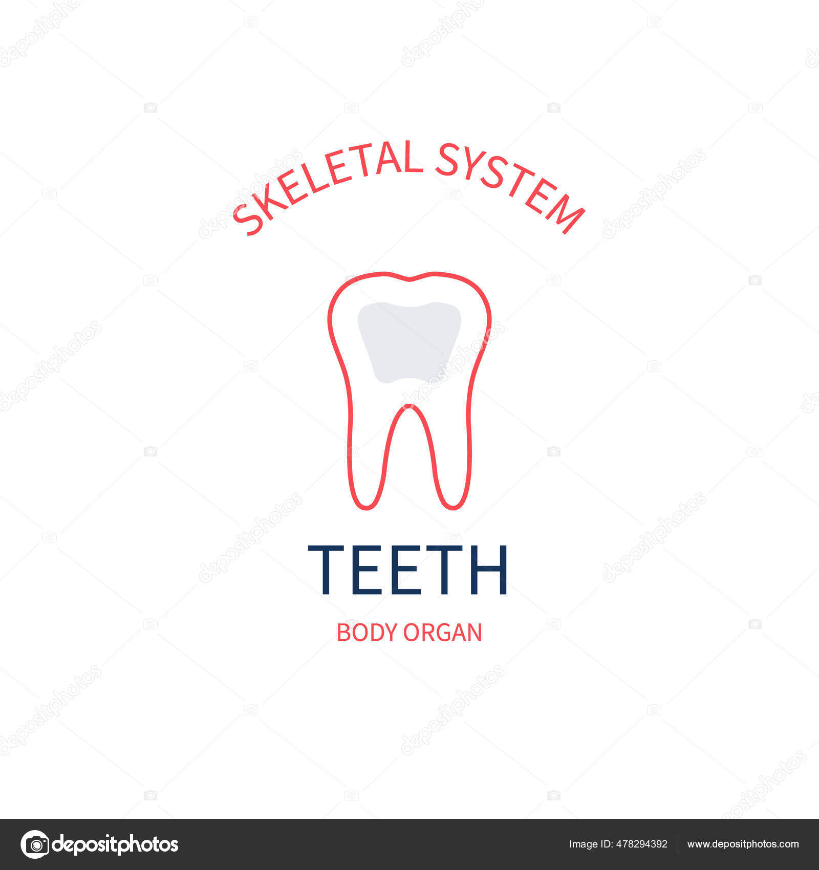 Skeletal system anatomy infographic poster of tooth Stock Vector by ...
