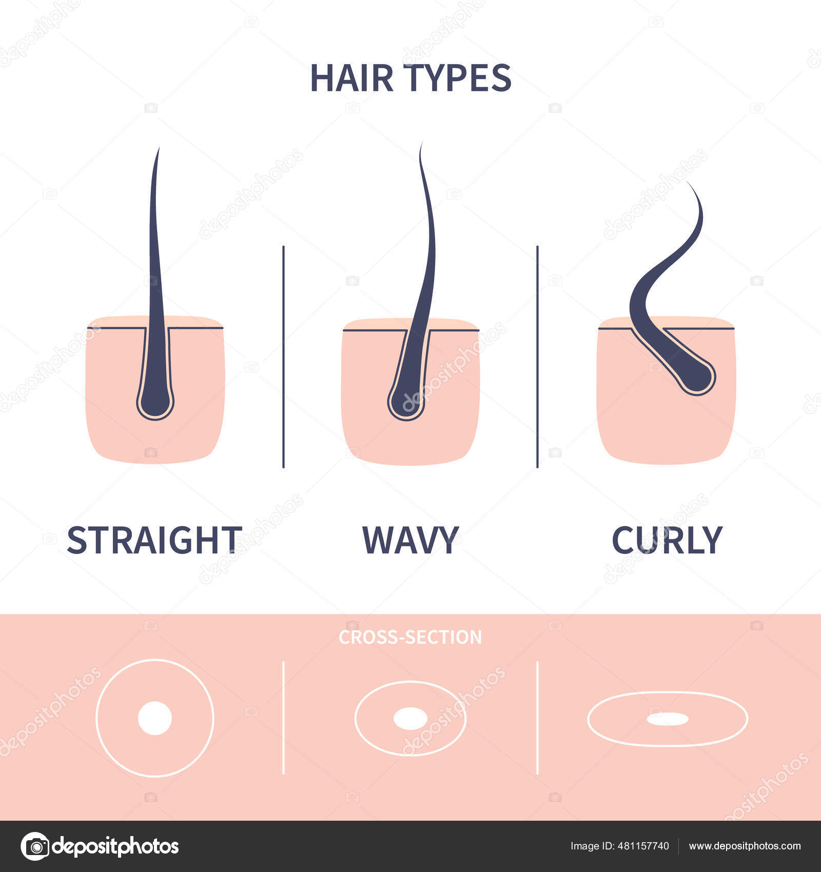 Hair Growth Chart - 2024 HairStyles Ideas