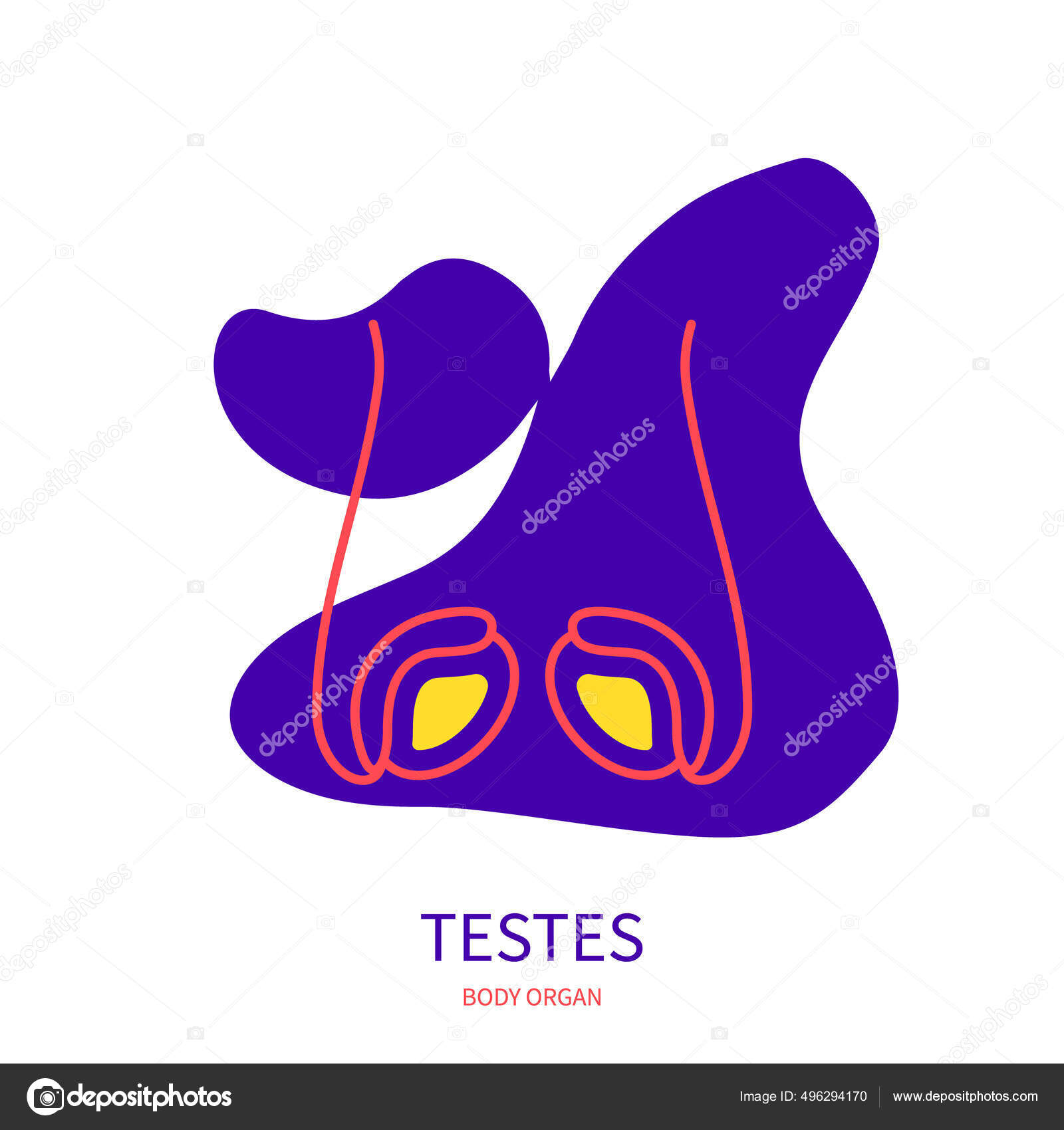Testes endocrine and male reproductive systems body organ outline icon ...
