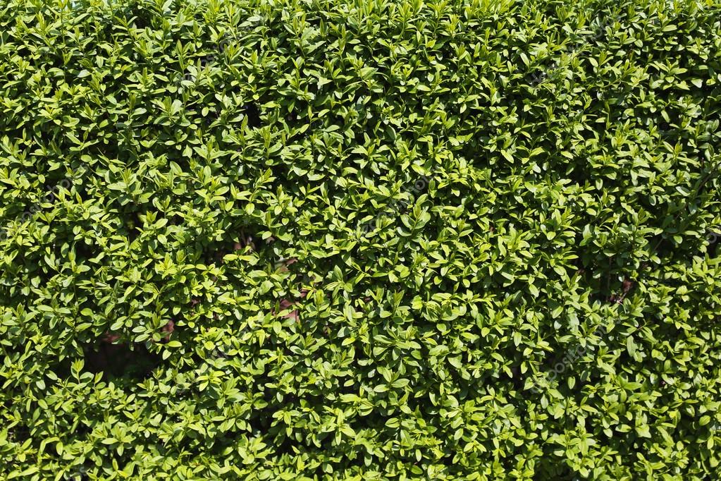 Green bush texture — Stock Photo © mploshykhina.gmail.com #107925316