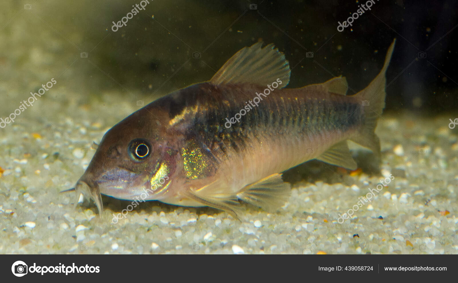 Bronze Corydoras Catfish