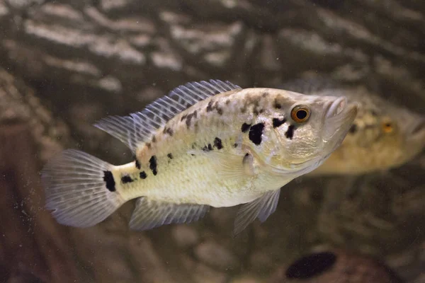 Jaguar cichlid Nandopsis managuense malawi african cichlid in aquarium ...
