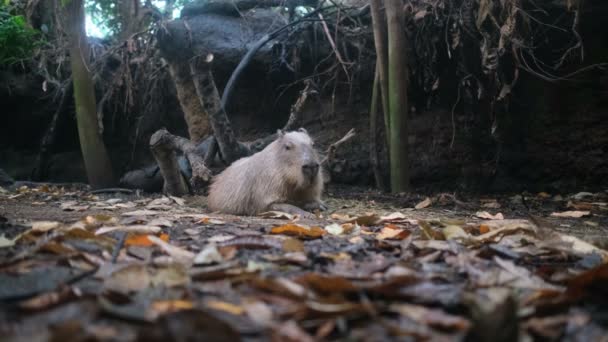 511 Capybara Videos, Royalty-free Stock Capybara Footage | Depositphotos