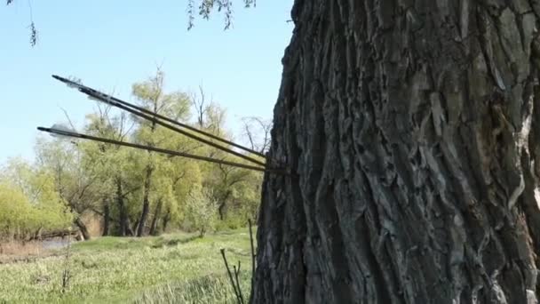 Arrow pierces a tree. — Stock Video © Svetlana8Art #107164506