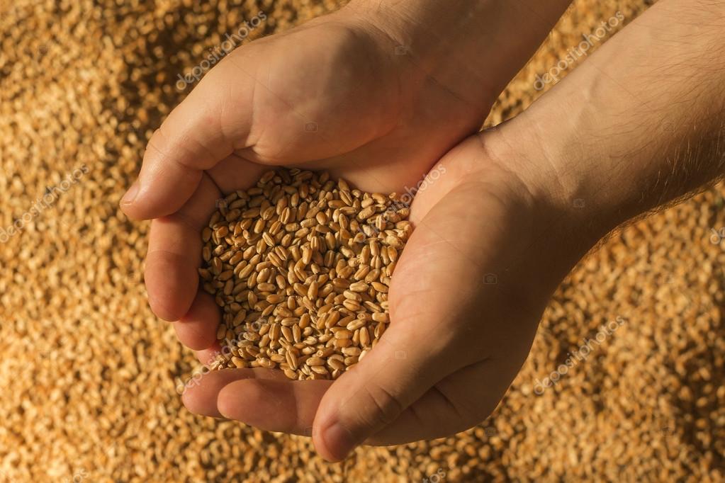 Wheat in the hand of man.Man holding wheat in hands. Stock Photo by ...