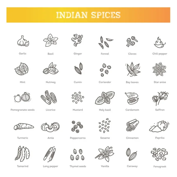 Vector collection squash varieties and pumpkin Stock Vector Image by ...