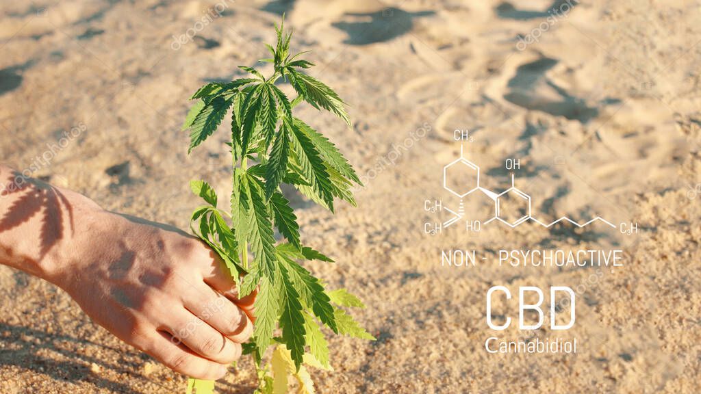 Planta de cannabis joven de mano cultivada comercialmente para la producci n de c amo. Producci ...