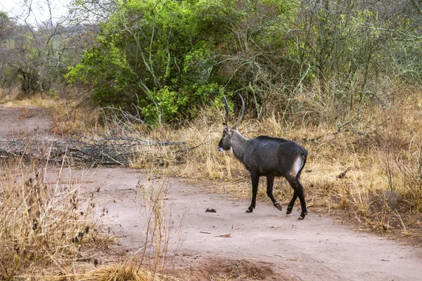 Waterbuck with big horn walking down the way. - Stock Image - Everypixel