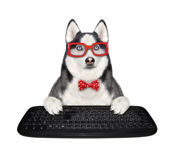 Dog cyber security Stock Photos, Royalty Free Dog cyber security Images ...