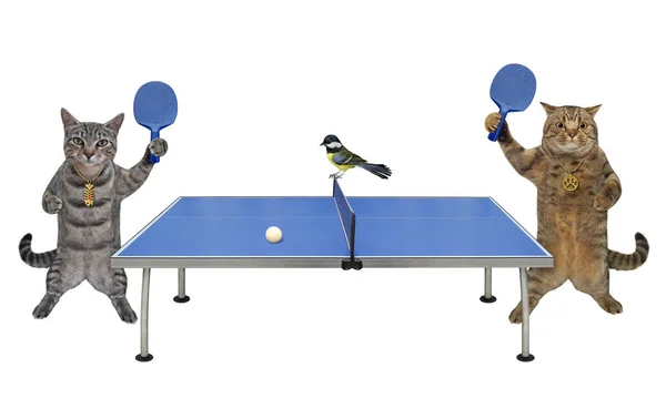 Ping pong players Stock Photos, Royalty Free Ping pong players Images ...