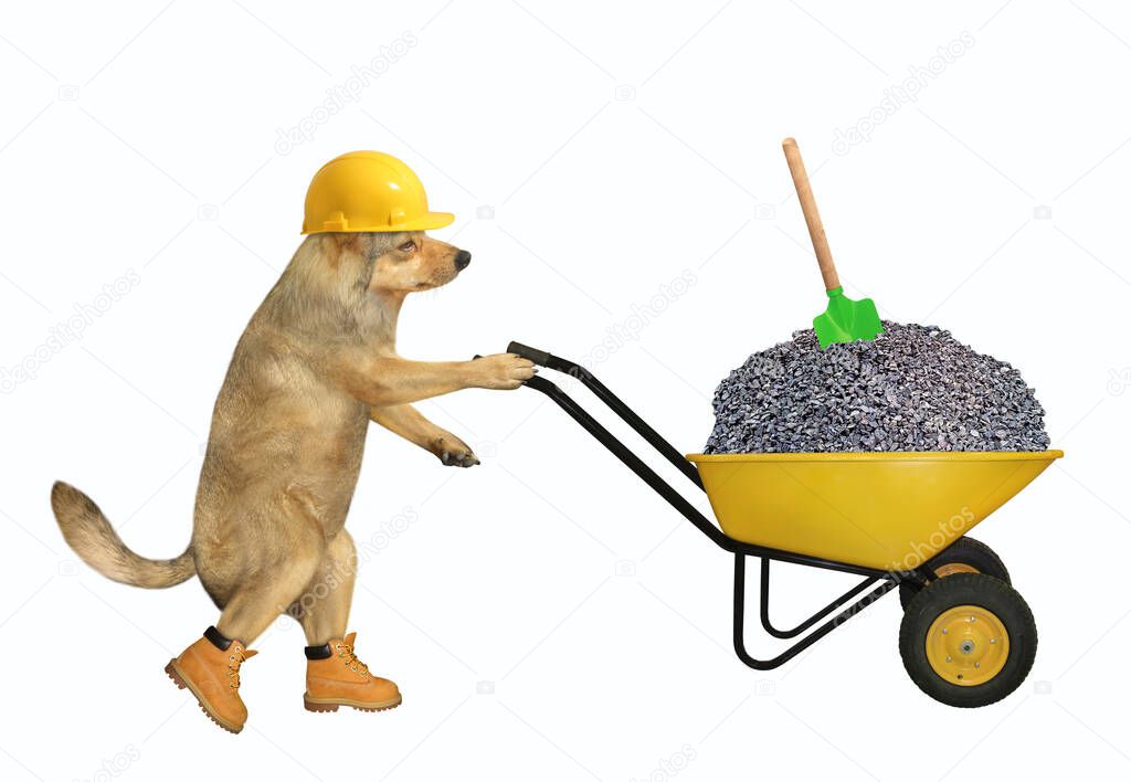 Un perro constructor de color beige en un casco de construcción empuja ...
