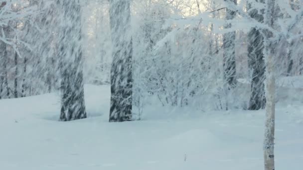 Snow falling from tree in winter park. Snowfall. Snow covered tree ...