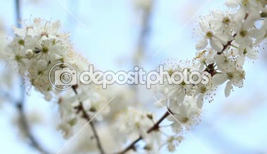 Spring background Stock Videos, Royalty Free Spring background Footages ...