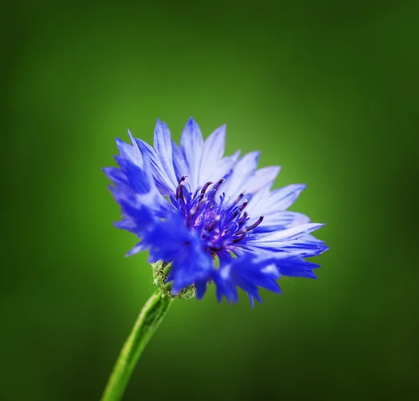 Wild blue cornflower on green blurred nature background — Stock Photo ...