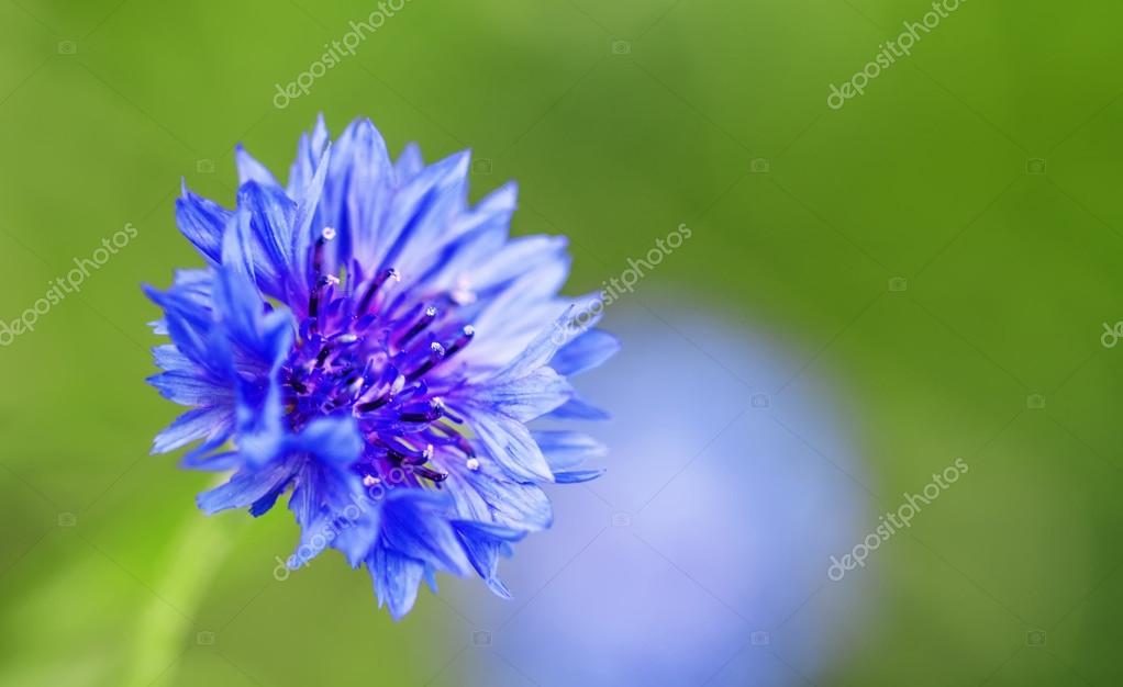 Wild blue cornflower on green blurred nature background — Stock Photo ...