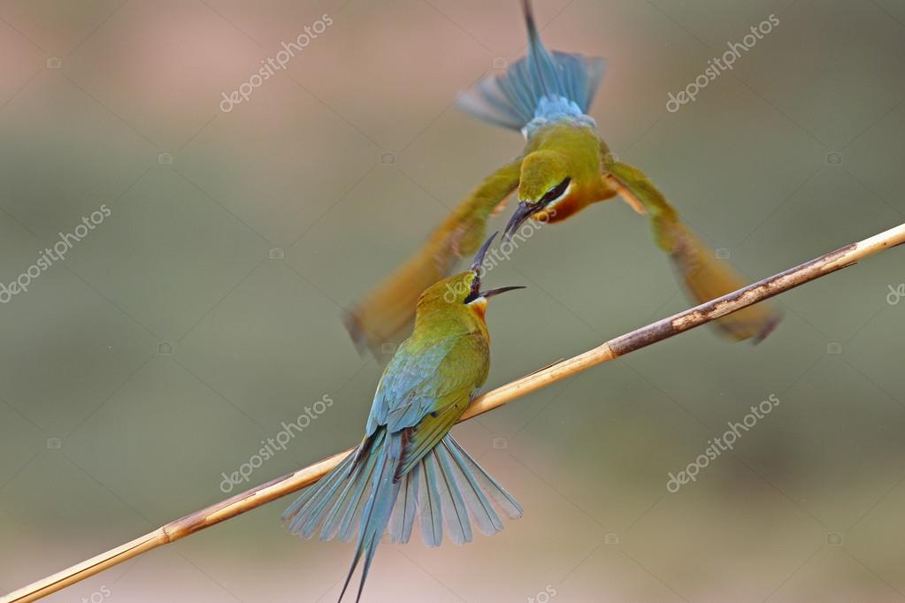 Abejas de cola azul 2024