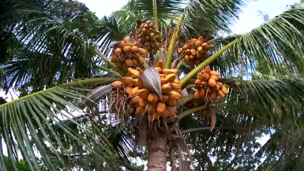 Ripe coconuts falling from the crown of a palm tree, Maldives — Stock ...