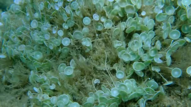 94 Unicellular algae Videos, Royalty-free Stock Unicellular algae ...