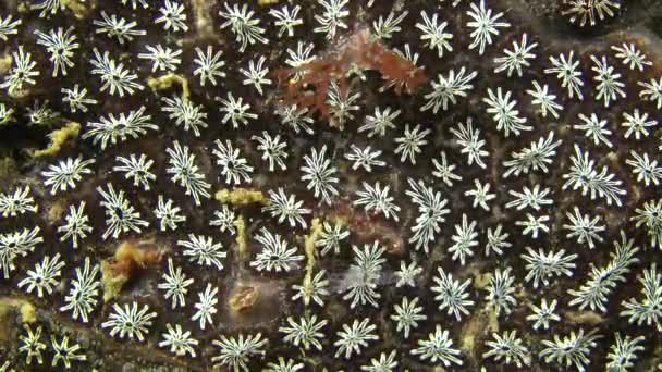 Golden Star Tunicate (Botryllus schlosseri). — Stock Video © diogenes ...